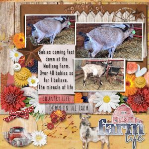 Farm Sweet Farm is 50% Off and a Freebie! – Aimee Harrison Designs
